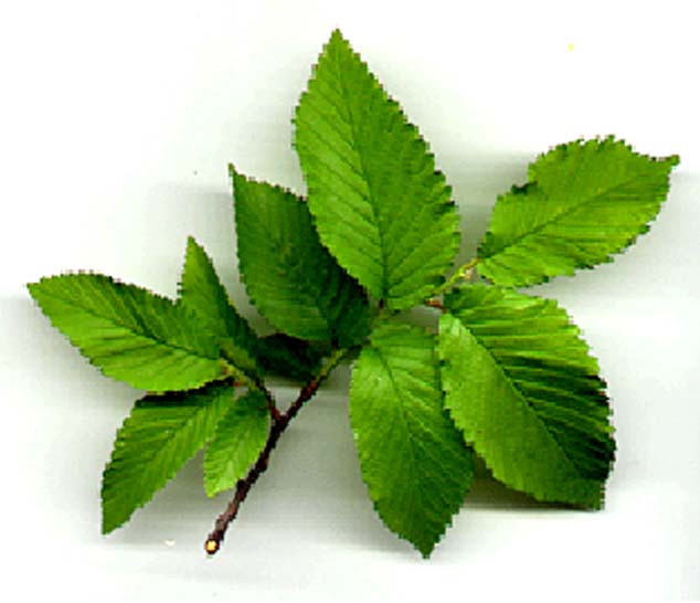 parquealamillo-encinarosa: OLMO - Ulmus minor. Mill - Ulmácea