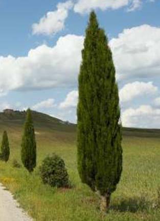 parquealamillo-encinarosa: Ciprés común, Ciprés piramidal, Ciprés ...