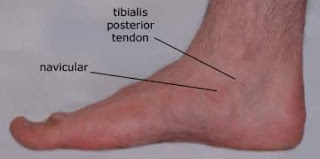 Anatomy of Foot and Ankle | Podiatry