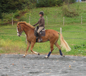 Working Draft: Gorgeous 8 year old Belgian Draft/Thoroughbred cross for ...