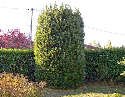 Pruning a Bay Laurel plant - getting TALL