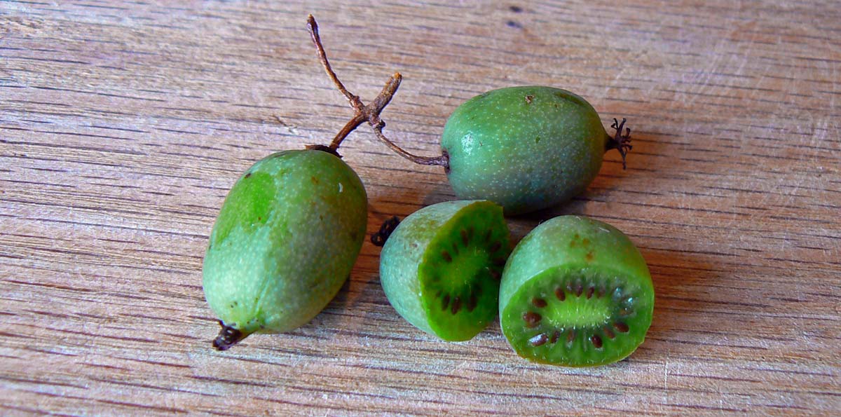 wcs: Mini kiwi fruit