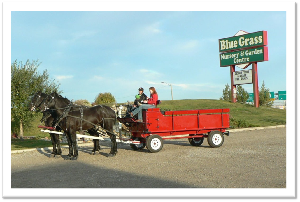 Paradigm Percherons: Alberta Children benefit from Pumpkins & Percherons