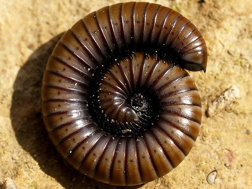 elcucotelepienso: NUESTROS MIL PIES