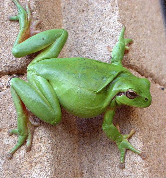 From Me To You: Sepatu dan Katak Apa Bedanya?