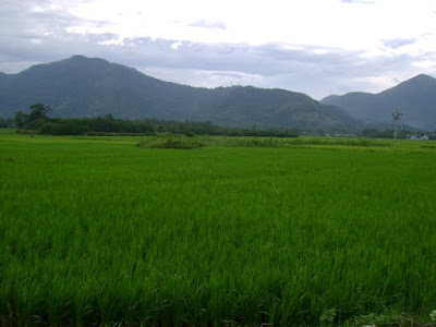 Punchapaadam or Nellpadam or Paddy field