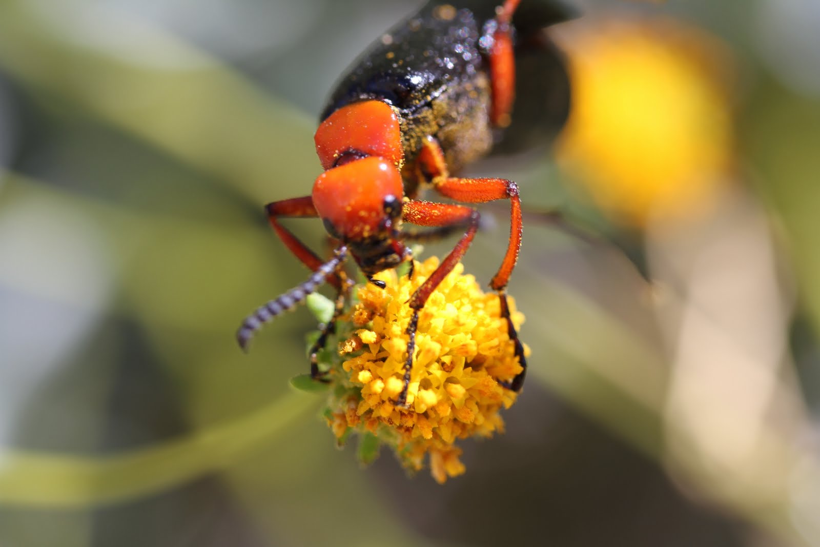 Desert Blister Beetle