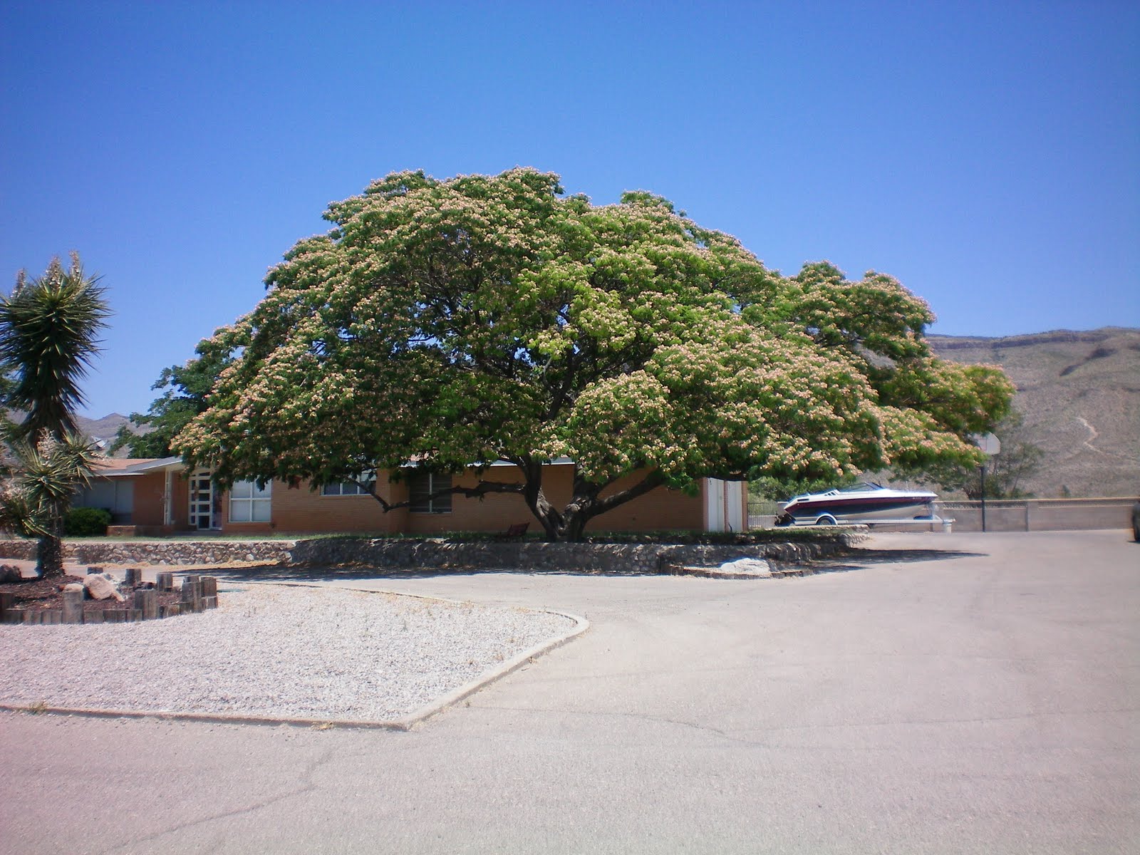 Enchanted Basin: Mimosa Tree