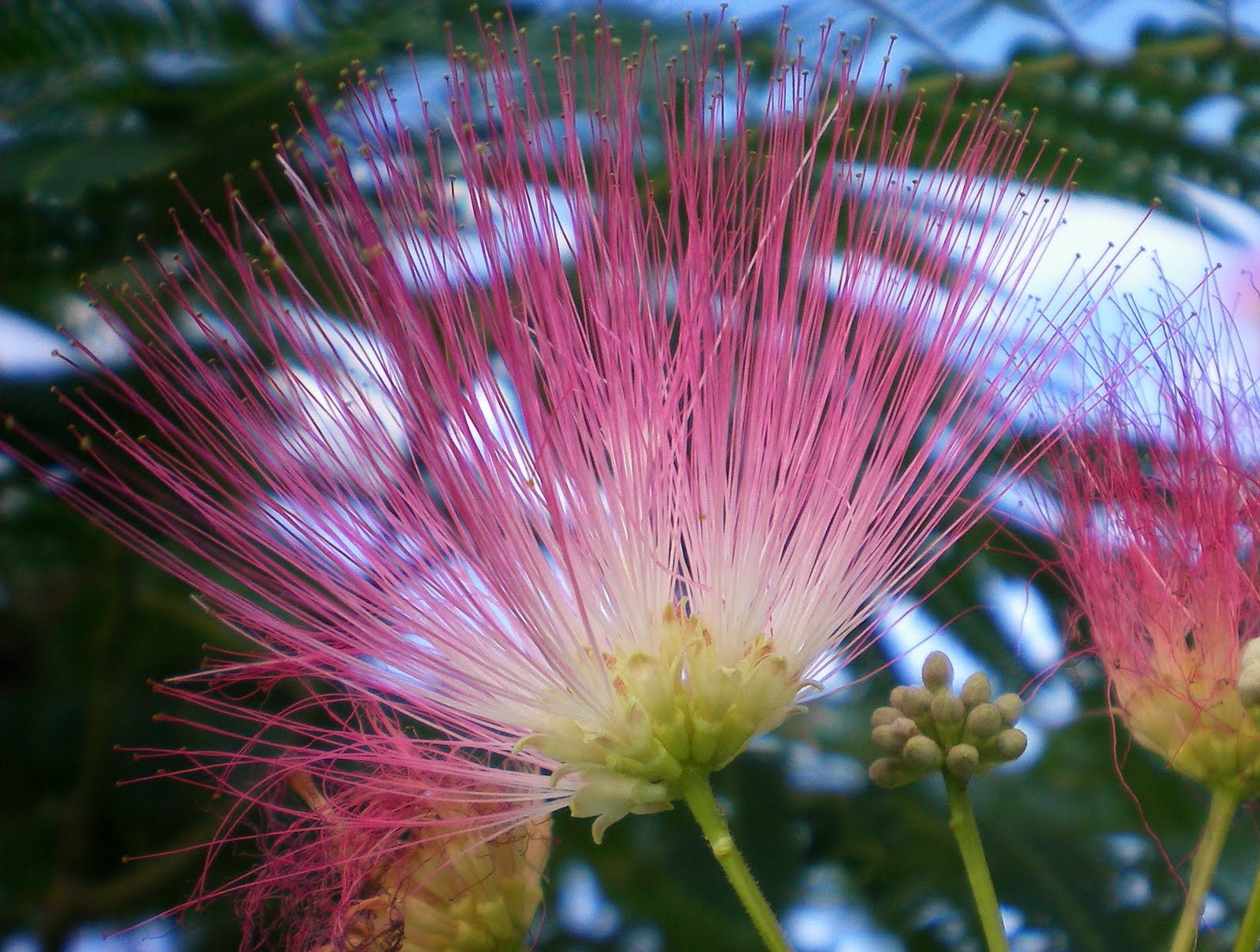 Enchanted Basin: Mimosa Tree
