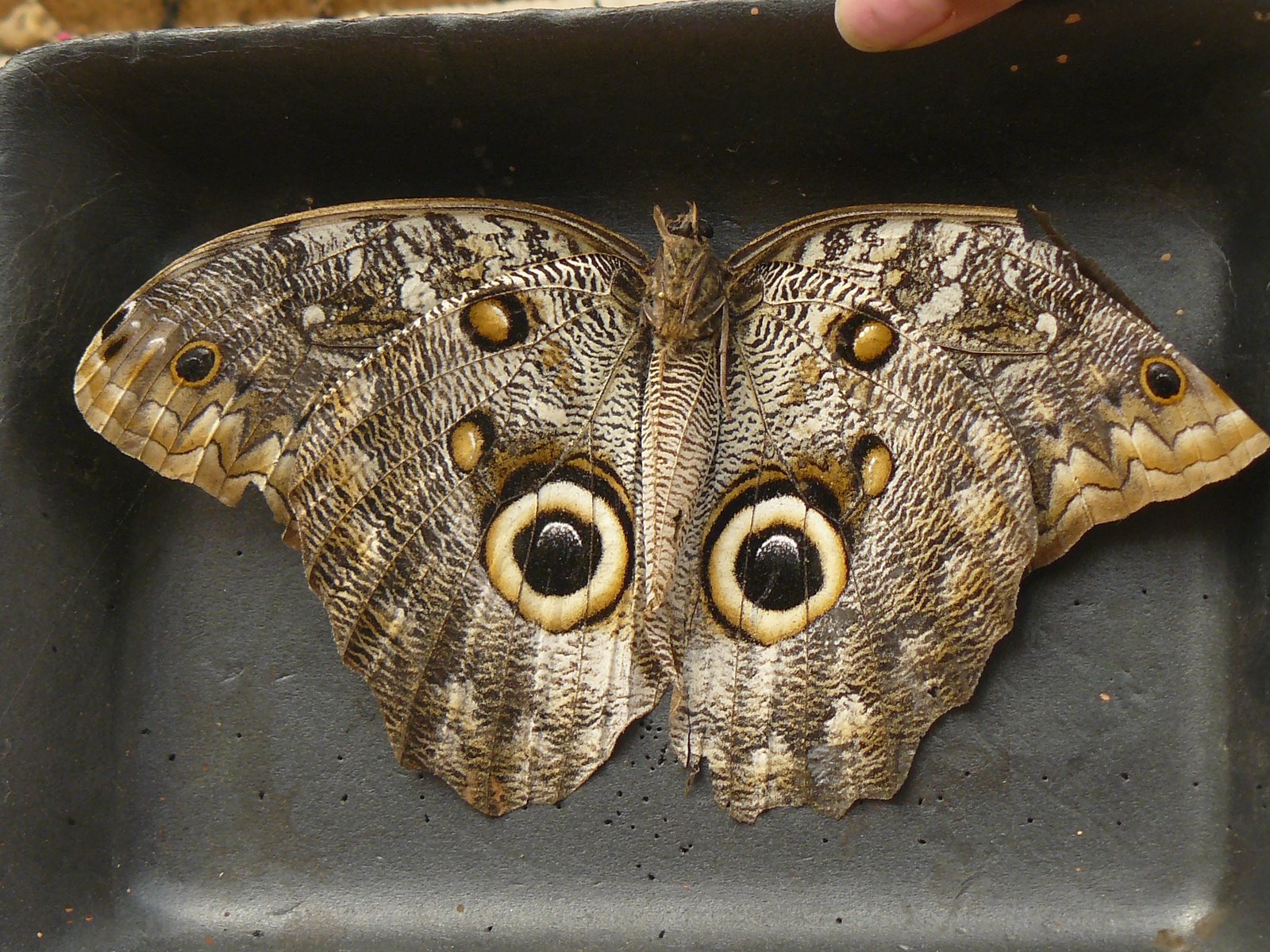 LA NATURALEZA TIENE ALAS εїз: MARIPOSA BUHO