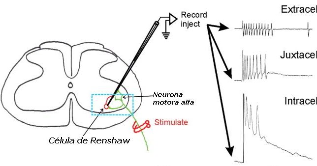 Kinesiología neurológica
