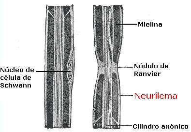 Neurilema; Neurolema