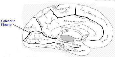 Science, Natural Phenomena & Medicine: Calcarine Fissure