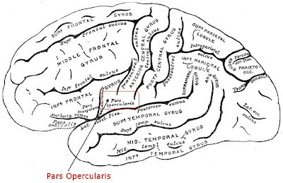 Science, Natural Phenomena & Medicine: Pars Opercularis