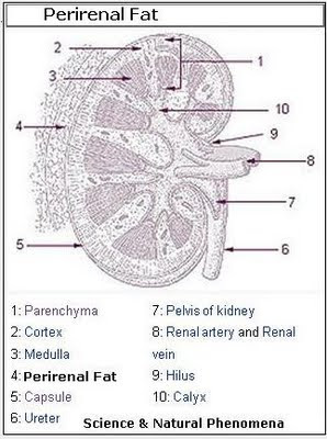 Science, Natural Phenomena & Medicine: 2009