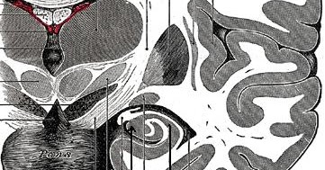 DRUG FOR HEALTH: Circunvolución Dentada