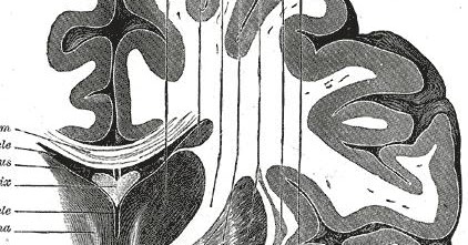 worm treatment: Tubérculos mamilares