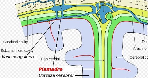 DRUG FOR HEALTH: Píamadre (meninge interna)
