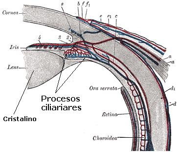 DRUG FOR HEALTH: Procesos ciliares