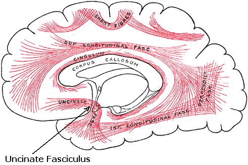 Science, Natural Phenomena & Medicine: Uncinate Fasciculus