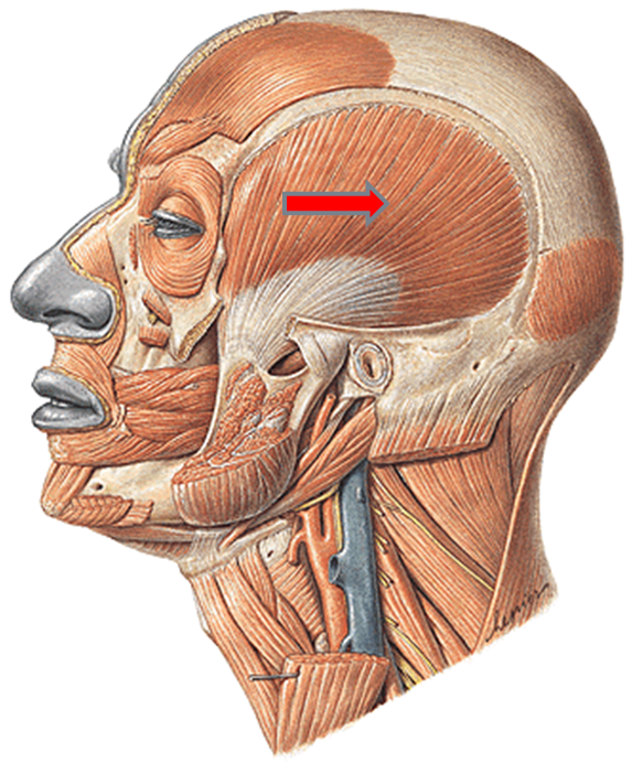 cosmetologia y estetica integral