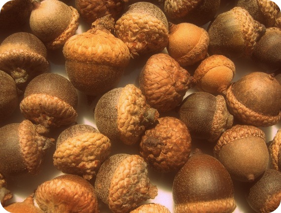 blend: Acorns!