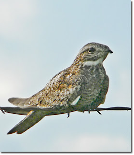 All About Birds!: Oklahoma Birds