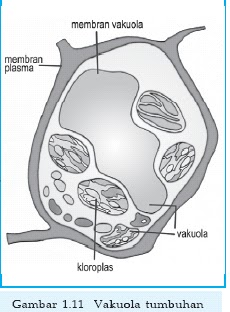 Edukasi Blog: Struktur dan Fungsi - Fungsi Organel - Organel Sel