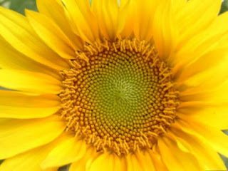 Desarrollo y Defensa: Aprueba la UE un maíz transgénico (GA21) que se ...