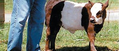 Desarrollo y Defensa: Nuevo: Producen “vacas bonsai” (Minivacas)