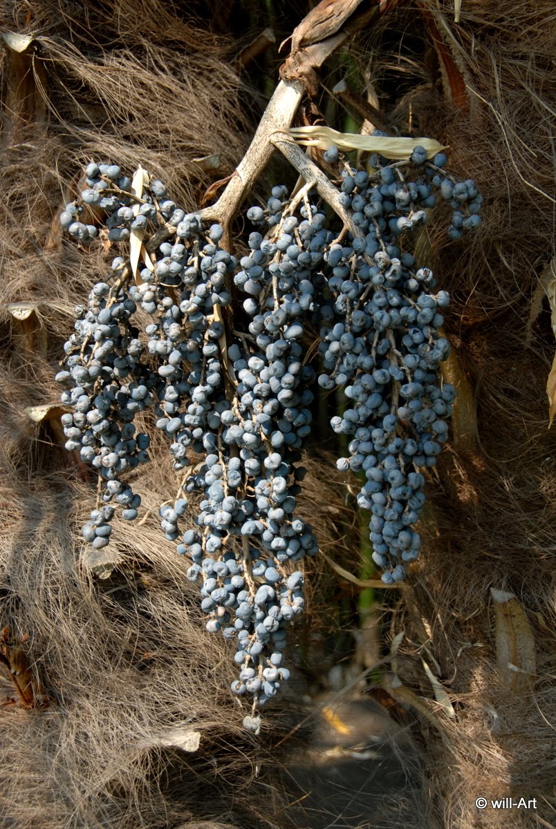 Het groene gezicht: Vruchten palmboom