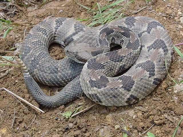 Sensible Survival: Bugs and Snakes - If You're Really Hungry!