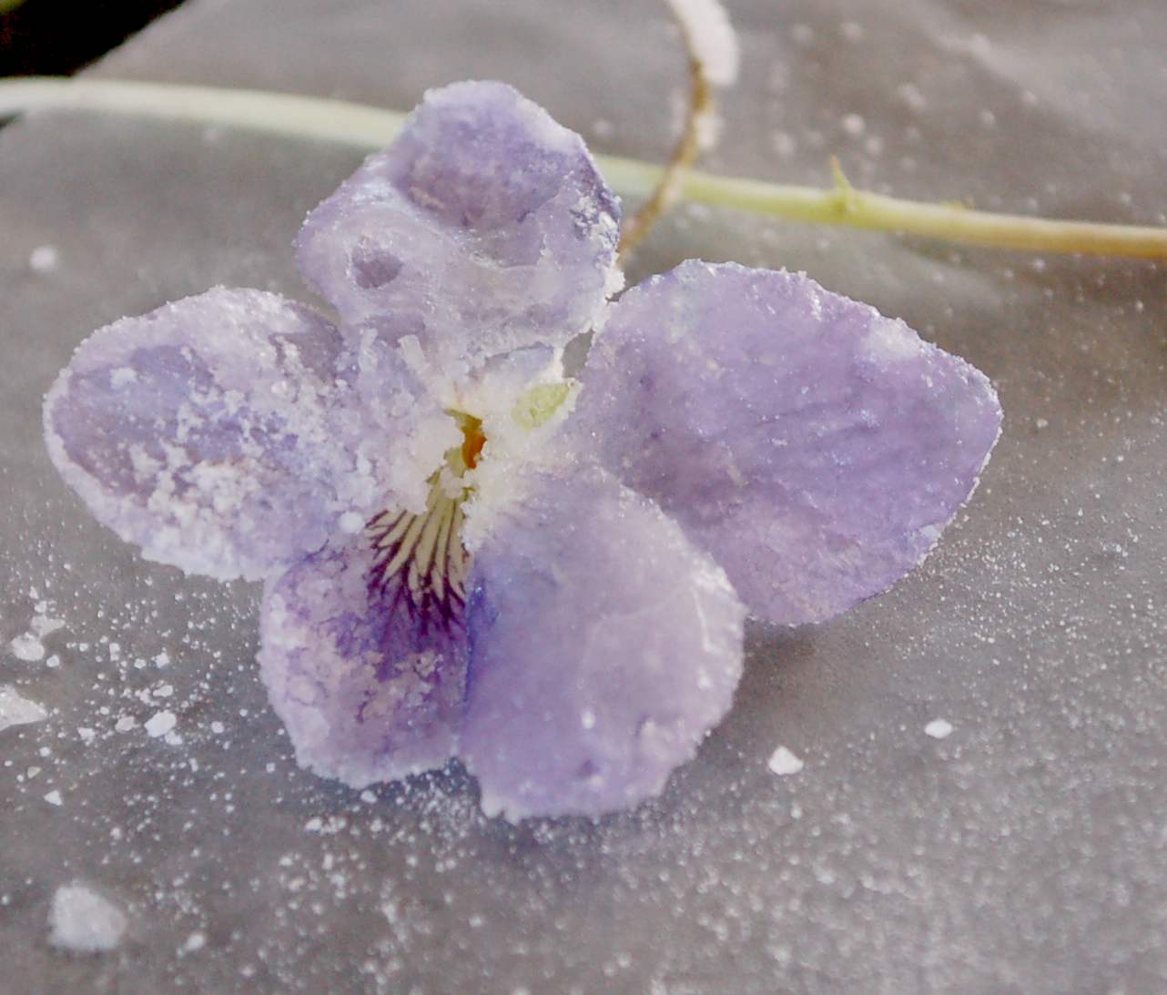 Sugared Violets - light-in-leaves