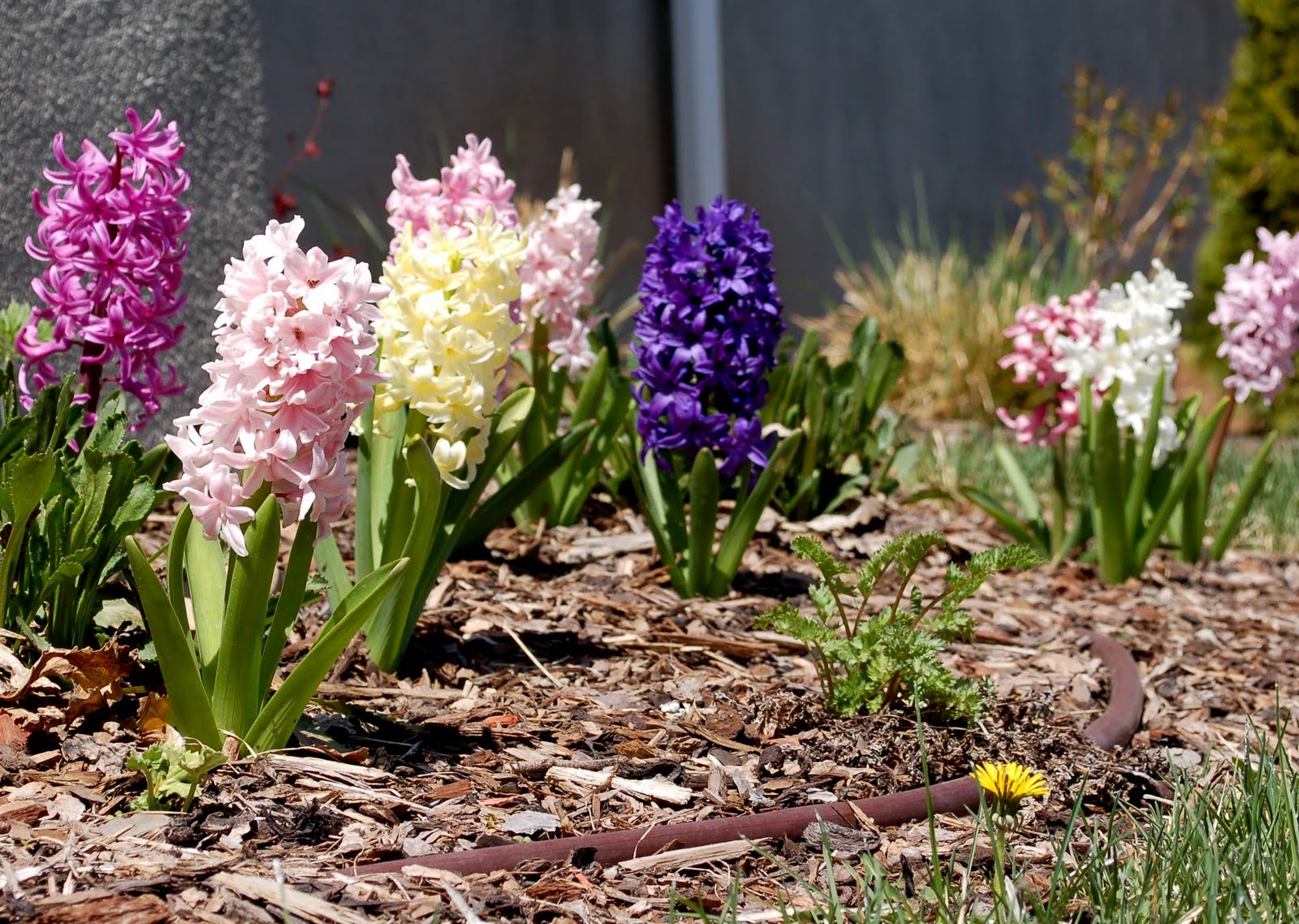 Hyacinths - light-in-leaves
