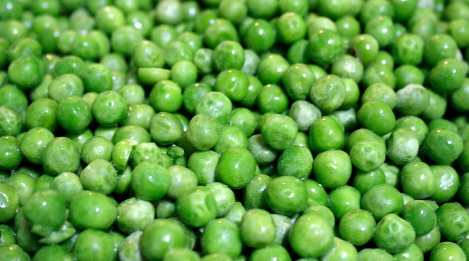 Guisante; Arvejas; Alverjas; Pisum sativum