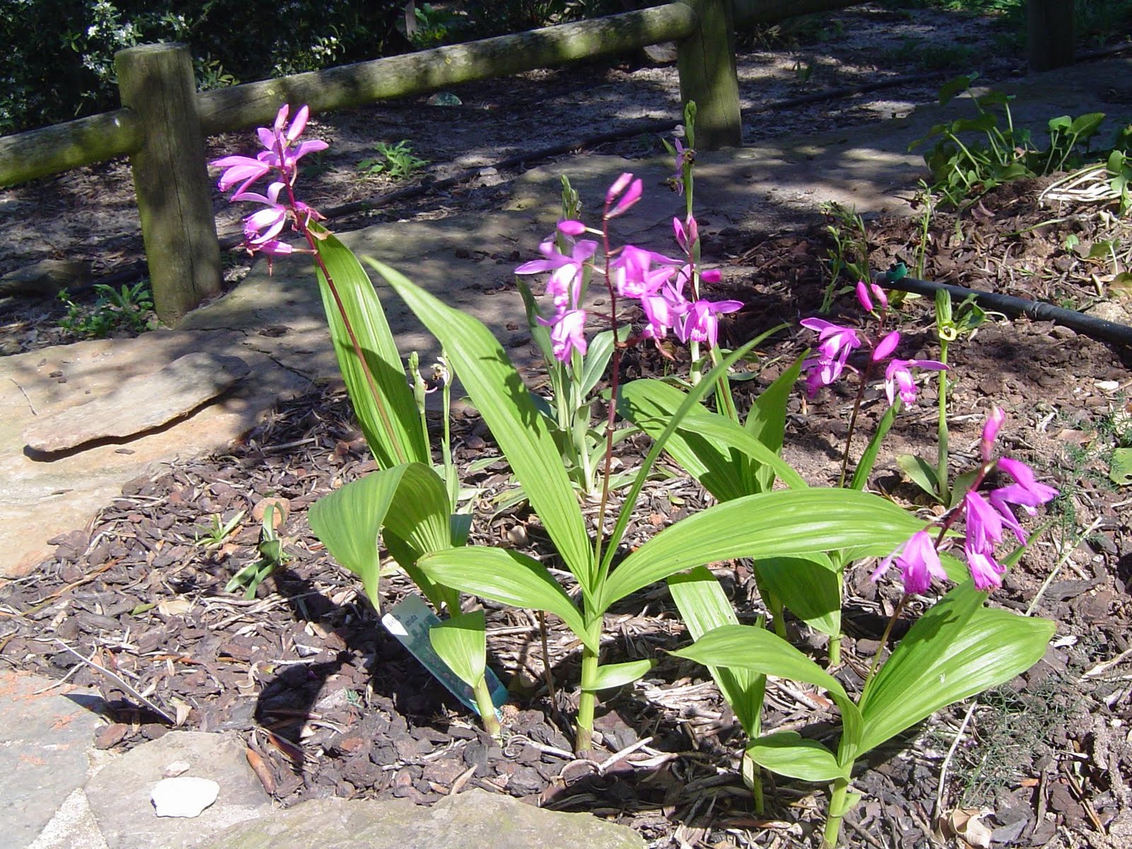 ESPAÇO SUDOESTE: Bletilla striata