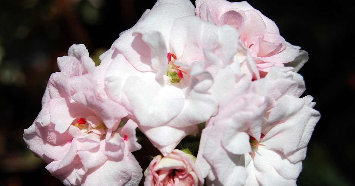 PERFECT PELARGONIUMS: Pelargonium 'Rococo'