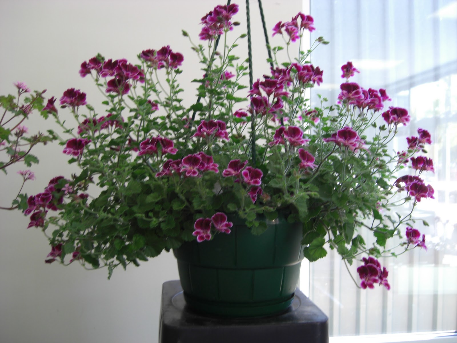 PERFECT PELARGONIUMS: Who is the Pampered Lady?