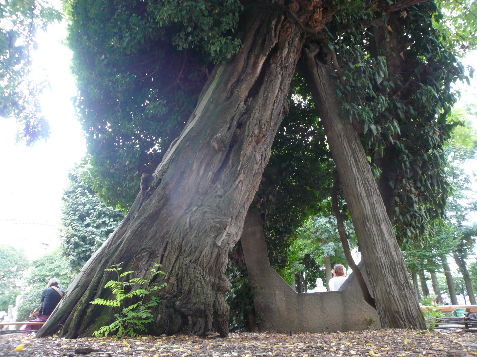 the pleasure of gardening: the oldest tree in Paris
