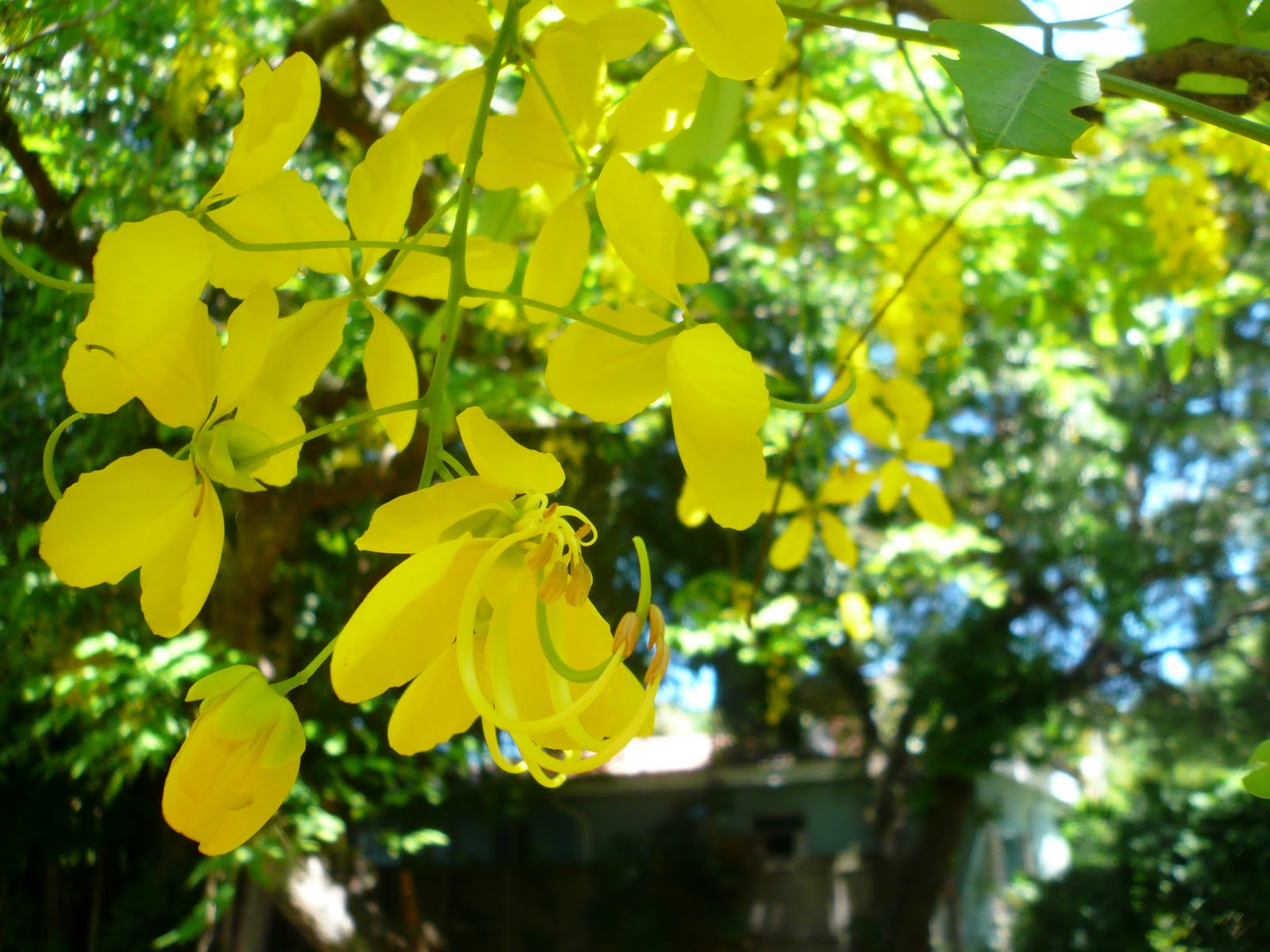 the pleasure of gardening: golden shower tree