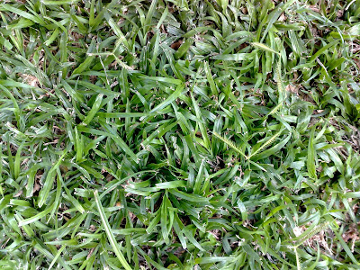 Growing Gardeners: February 2008