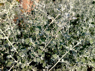 Growing Gardeners: Indigenous Beauties - Rhagoda (Salt Bush)