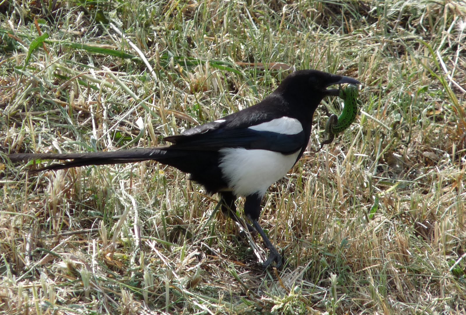 Inscriptie: Pasari si iar pasari!