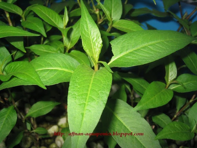 Affnan's Aquaponics: Kesum