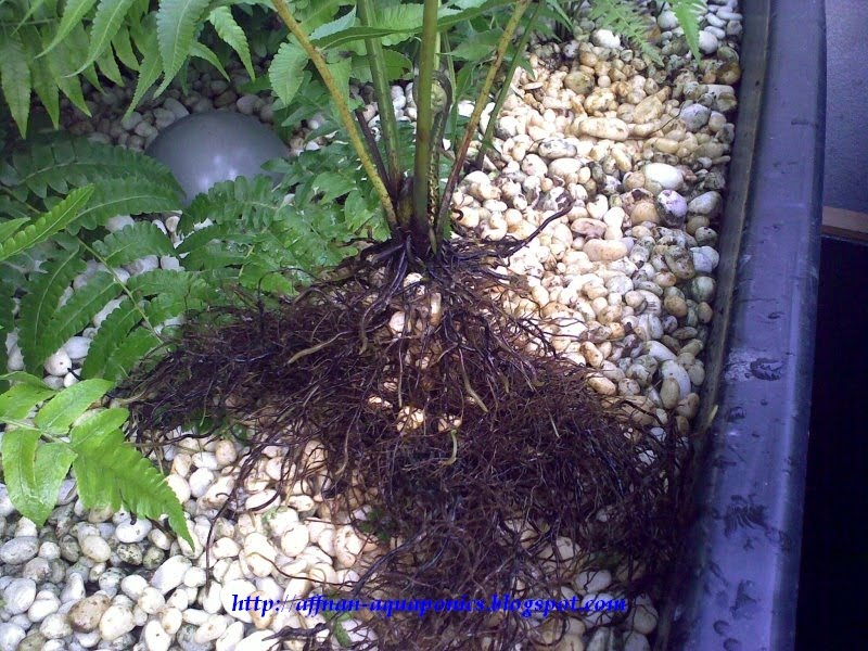 Affnan's Aquaponics: Paku