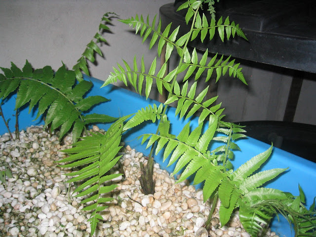 Affnan's Aquaponics: Paku - Athyrium esculentum