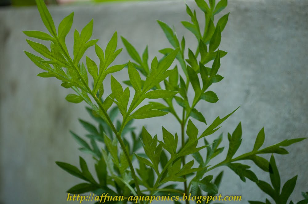 Affnan's Aquaponics: Ulam Raja - Salad for the King