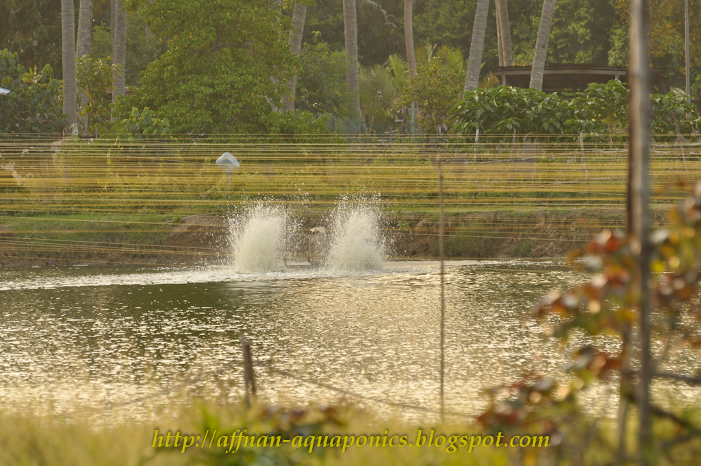 Affnan's Aquaponics: Time Out - Prawn Farm
