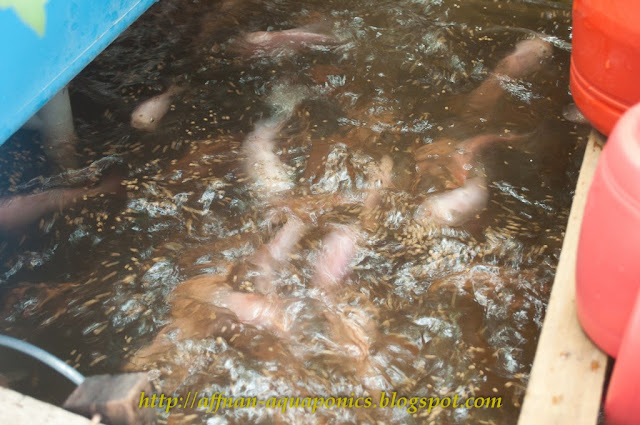 Affnan's Aquaponics: Tilapia - Feeding Frenzies