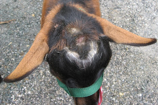 Daddy Goat's Ruminations: Mystery of the Sore Head